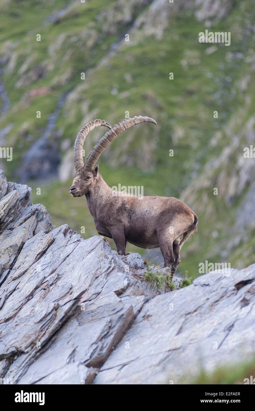 Switzerland goat hi-res stock photography and images - Alamy