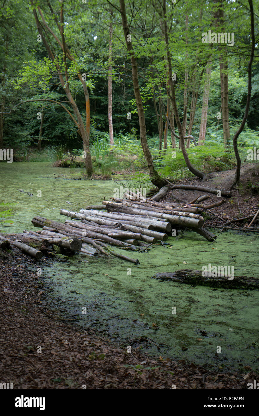 Pond in a forest Stock Photo - Alamy