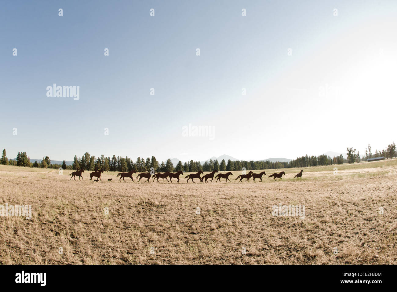 A herd of iron wild mustangs run poised above the desert ground before ...