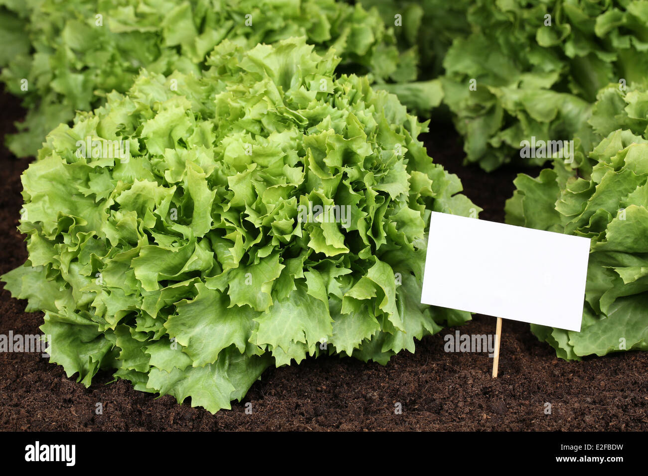 Lettuce in vegetable garden in nature with white sign and copyspace ...