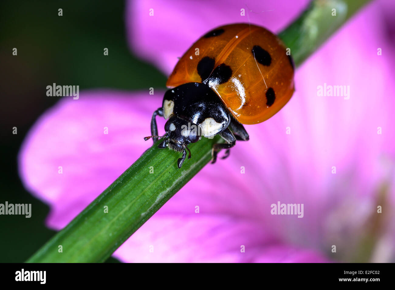 Close up of a ladybird Stock Photo - Alamy