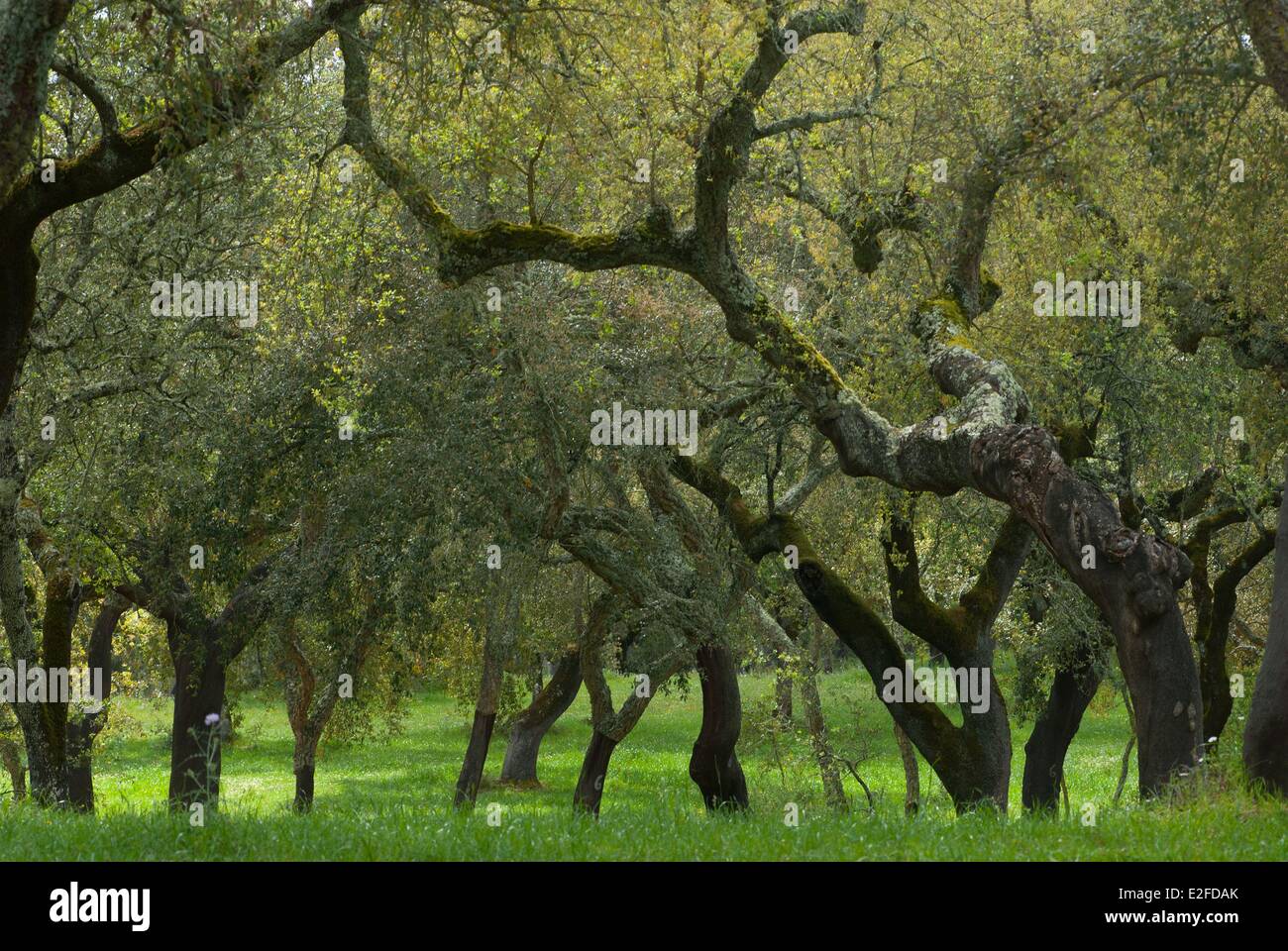 Portugal, Alentejo Region, cork oak forest around Evora Stock Photo - Alamy