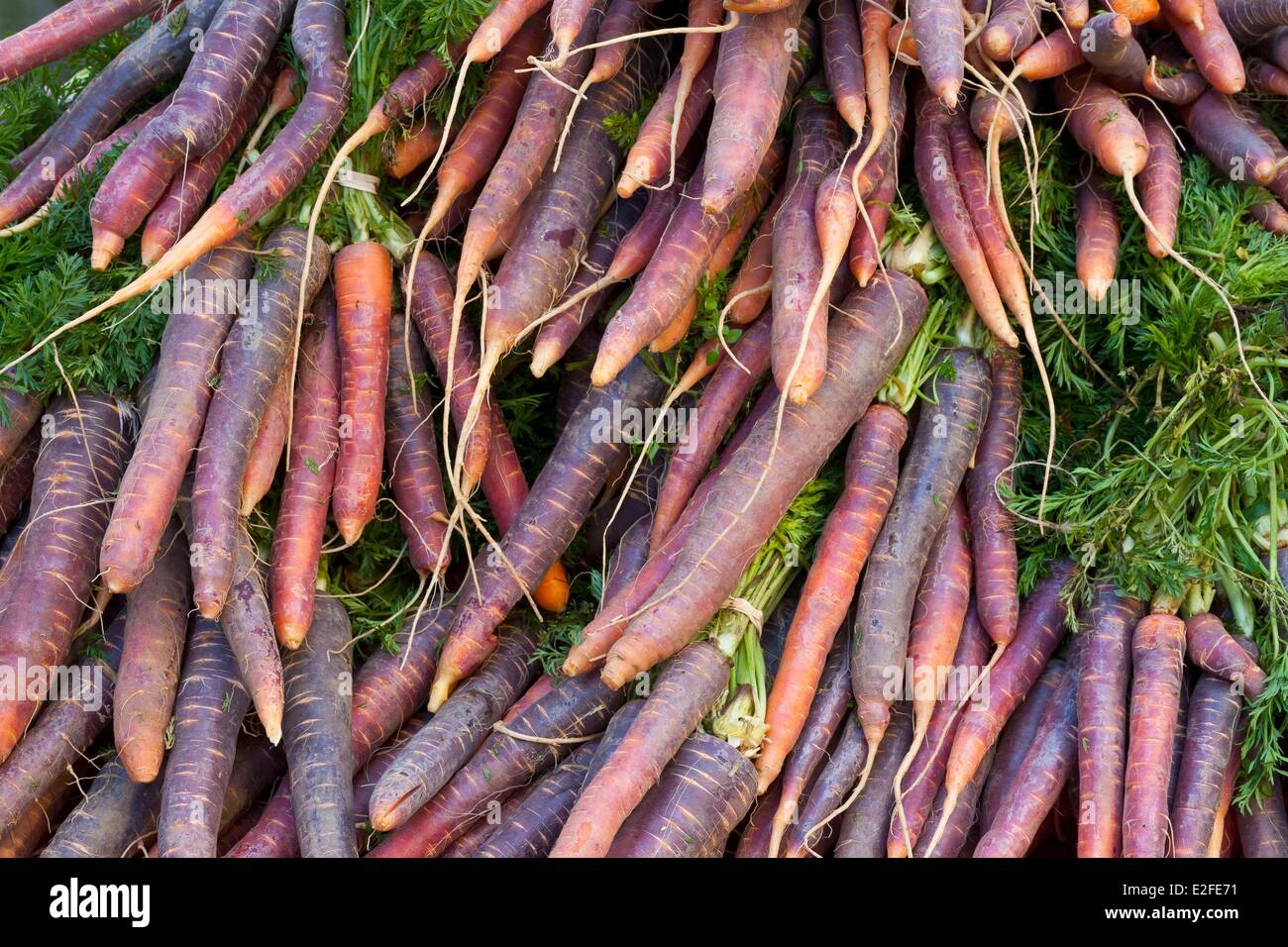 Portland park blocks hi-res stock photography and images - Alamy