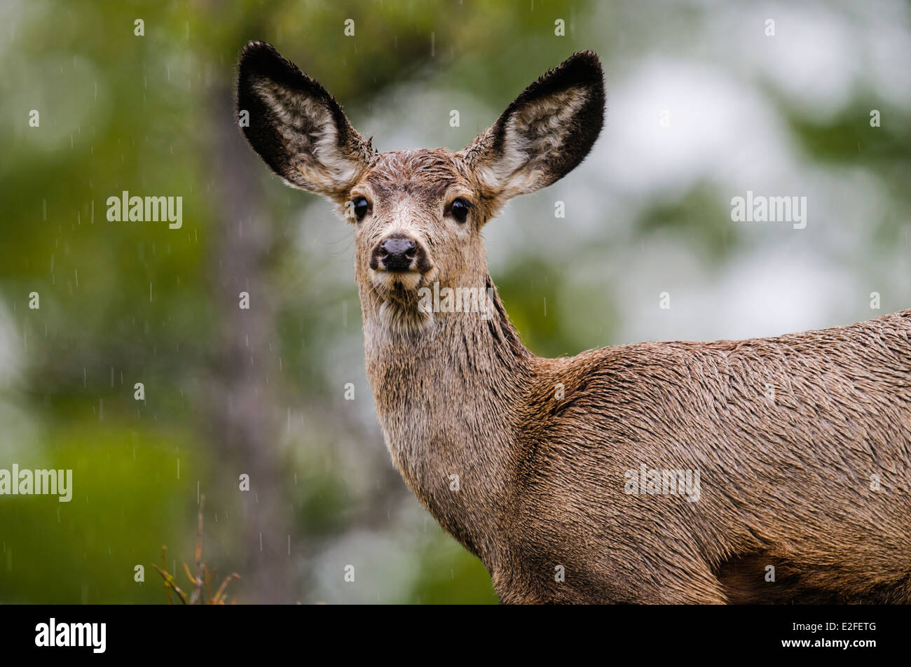 White-tailed deer in a forest clearing in spring Stock Photo - Alamy