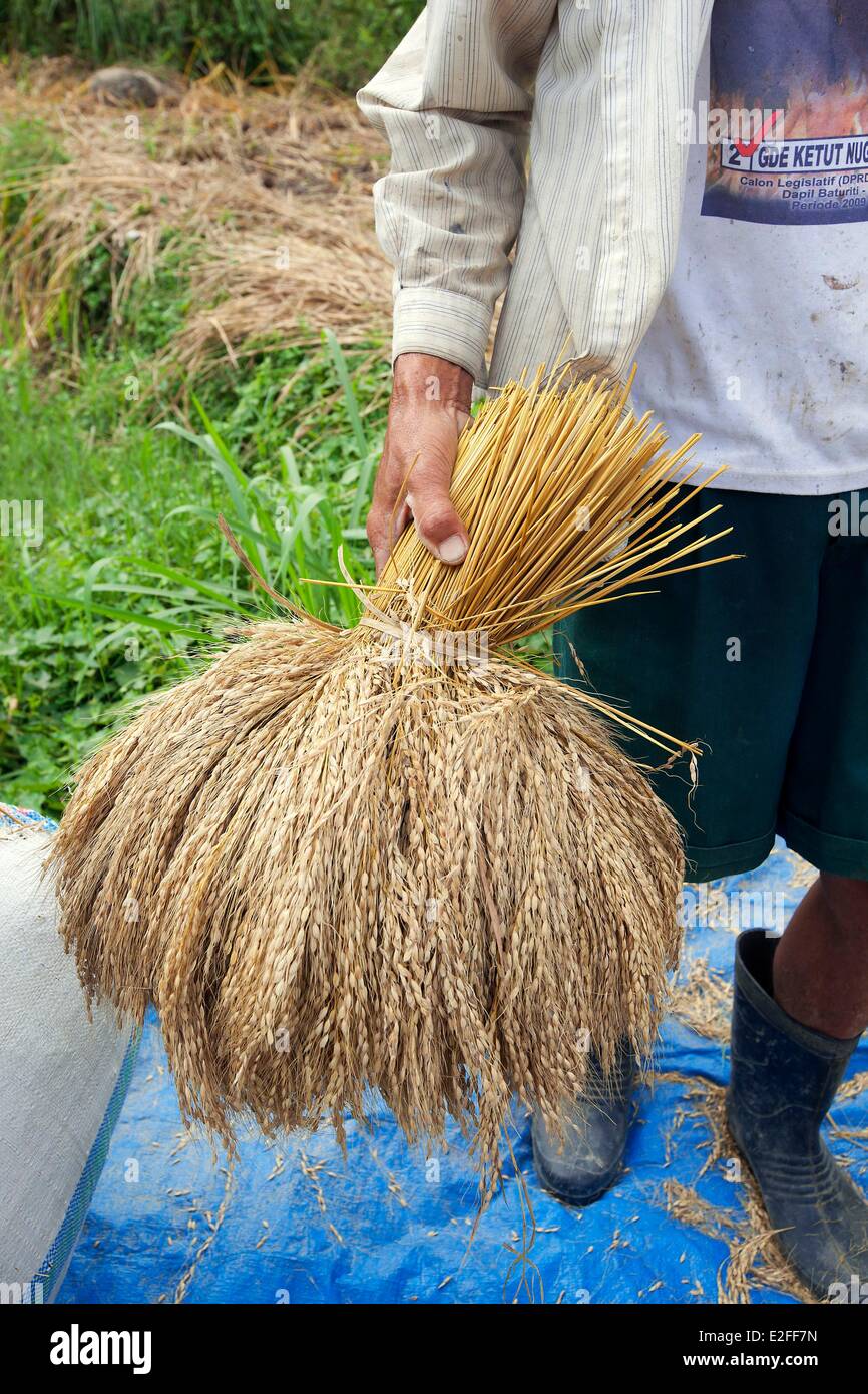 Indonesia, Bali, the rice fields of Jatiluwih, the subak system, listed ...