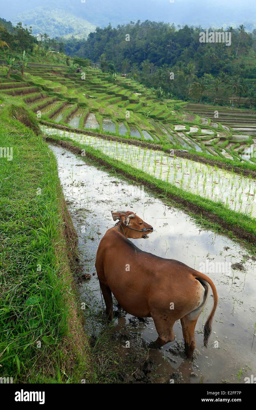 Indonesia, Bali, the rice fields of Jatiluwih, the subak system, listed ...