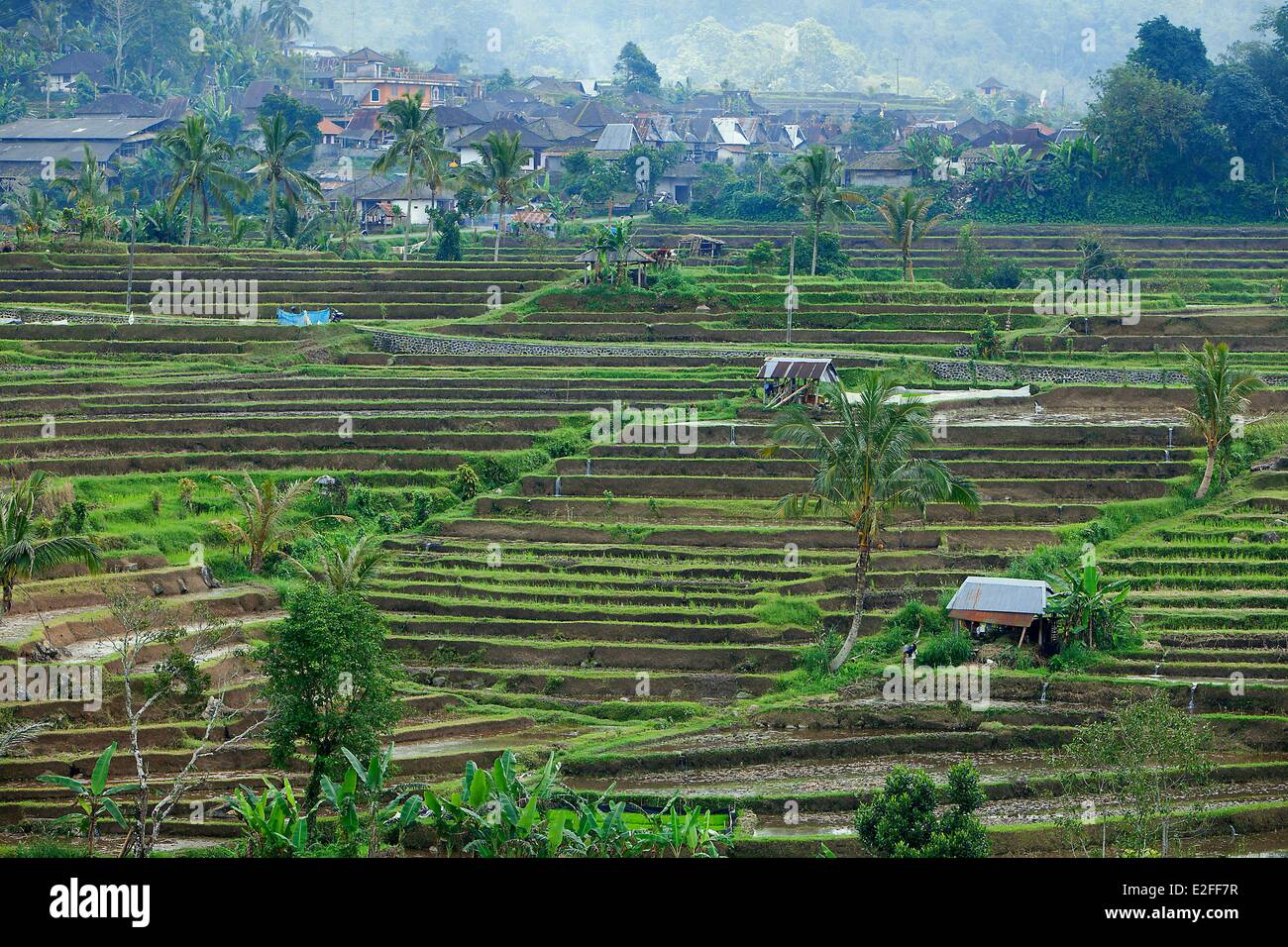 Indonesia, Bali, the rice fields of Jatiluwih, the subak system, listed ...