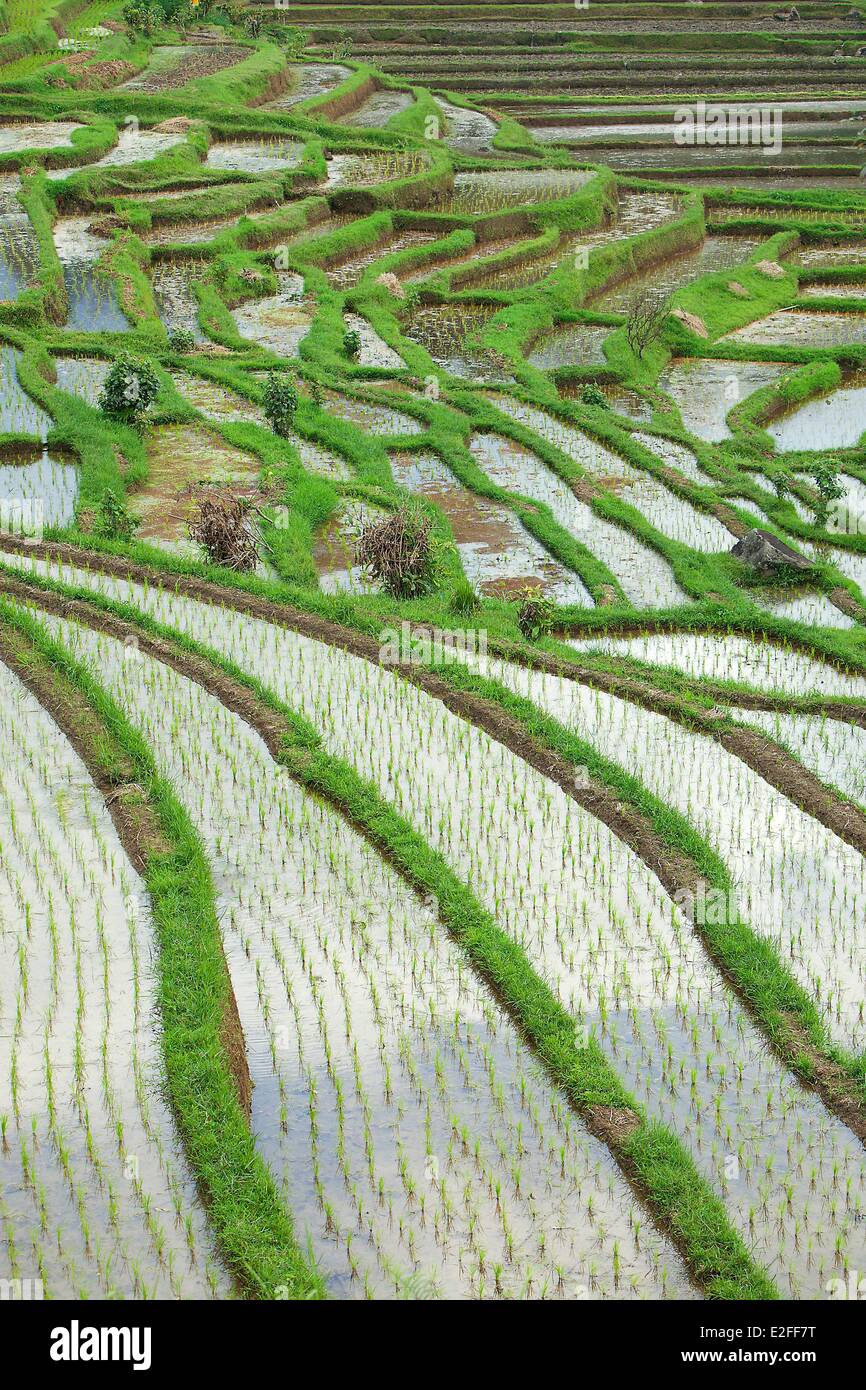 Indonesia, Bali, the rice fields of Jatiluwih, the subak system, listed ...