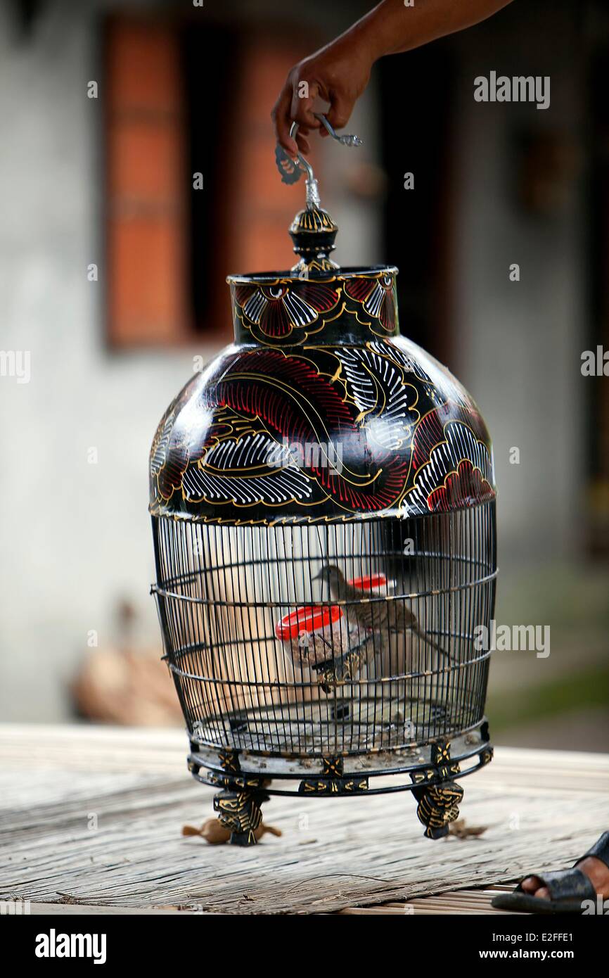 Bali bird cage hi-res stock photography and images - Alamy