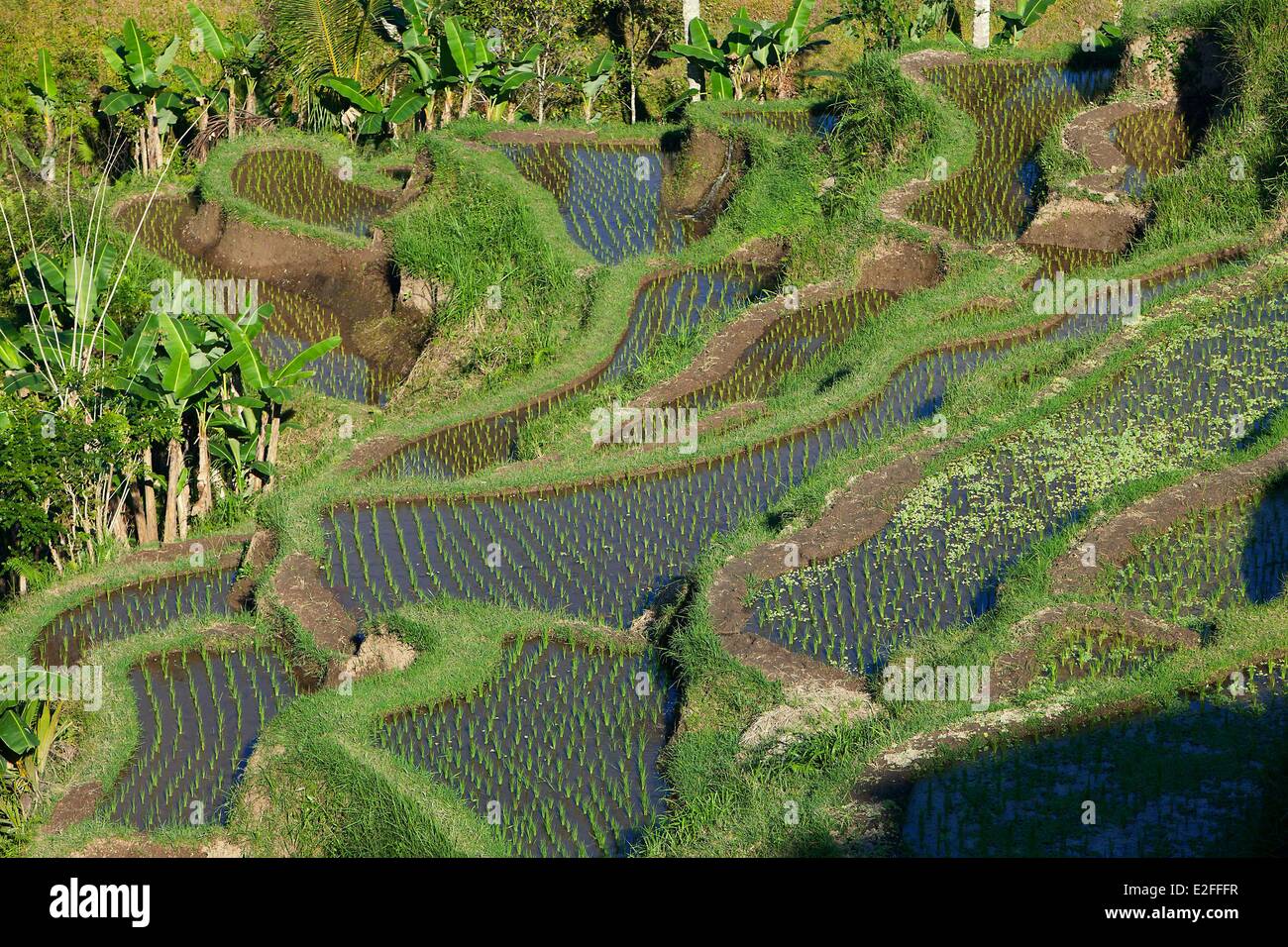 Ubud rice bali hi-res stock photography and images - Alamy