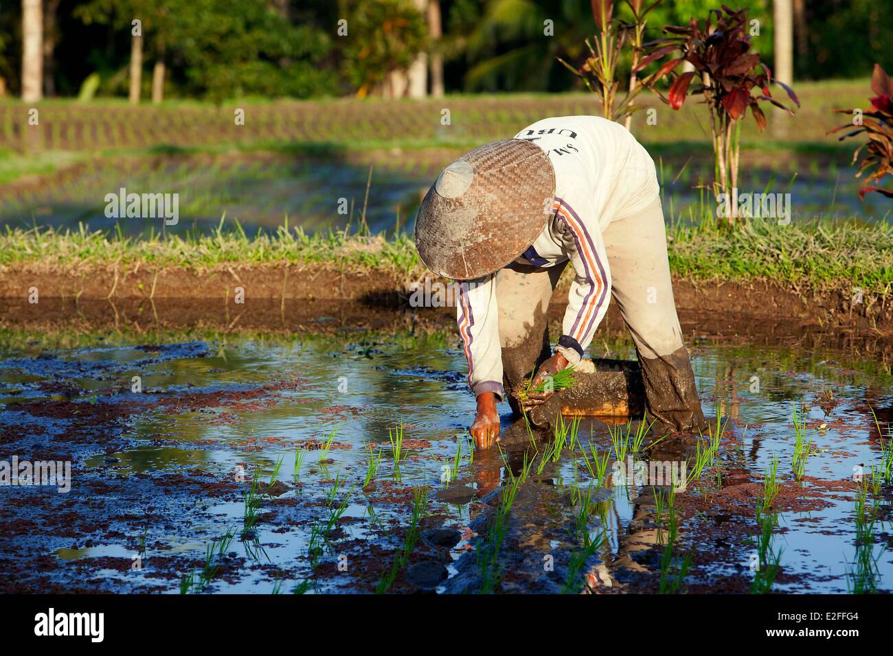 Indonesia, Bali, near Ubud, Tegalalang, rice, rice planting Stock Photo ...