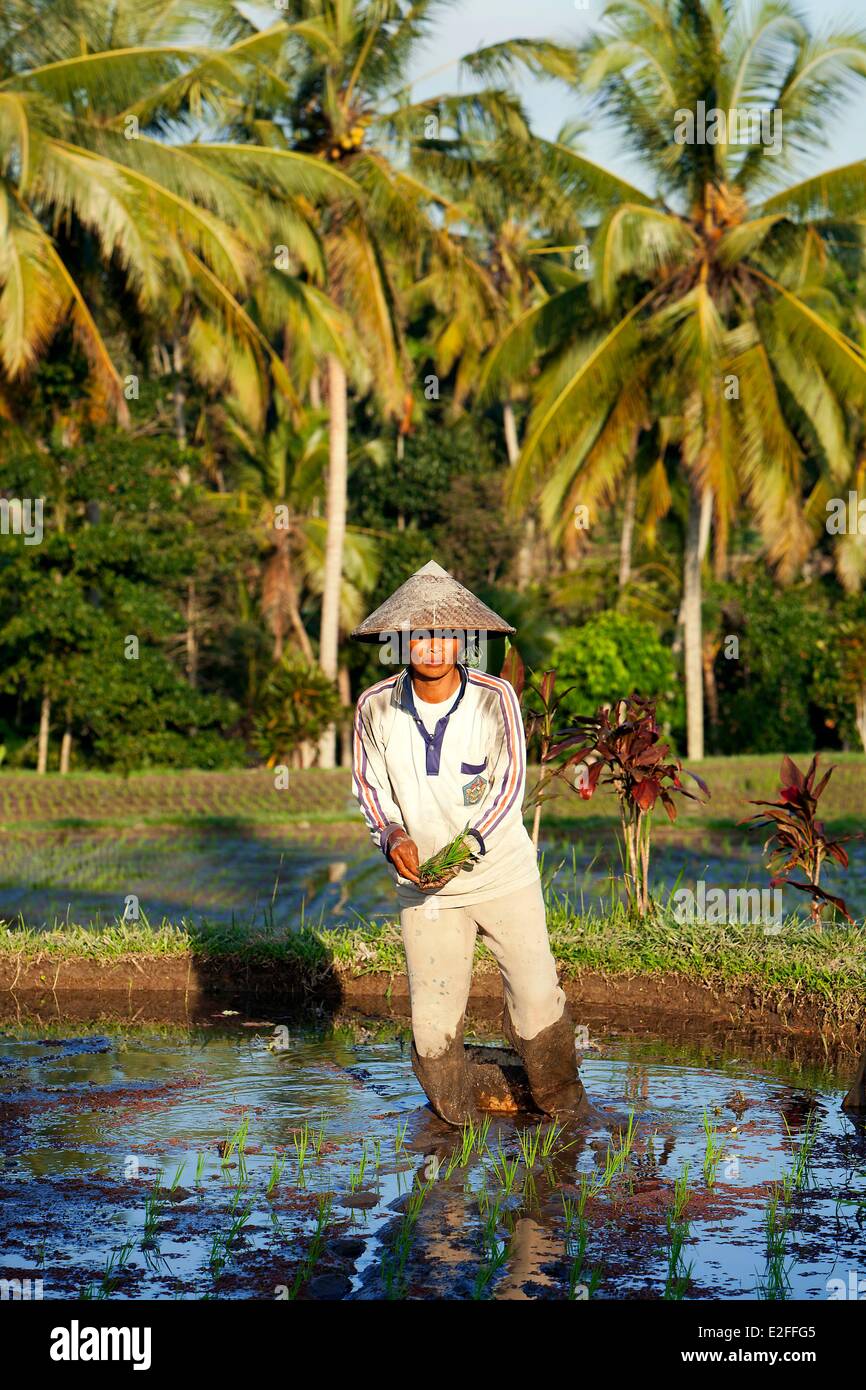 Indonesia, Bali, near Ubud, Tegalalang, rice, rice planting Stock Photo ...