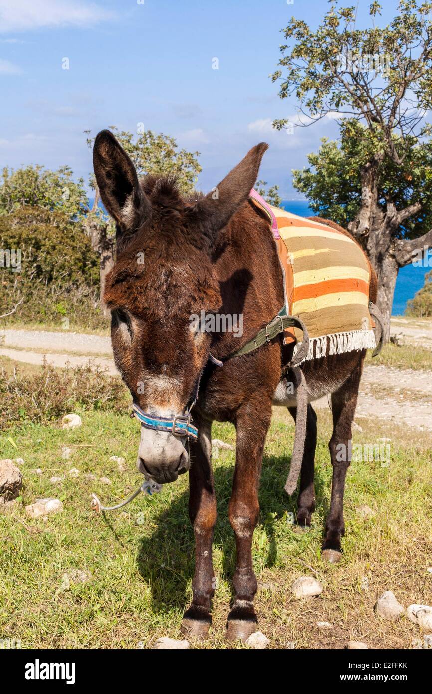 Donkey cyprus hi-res stock photography and images - Alamy