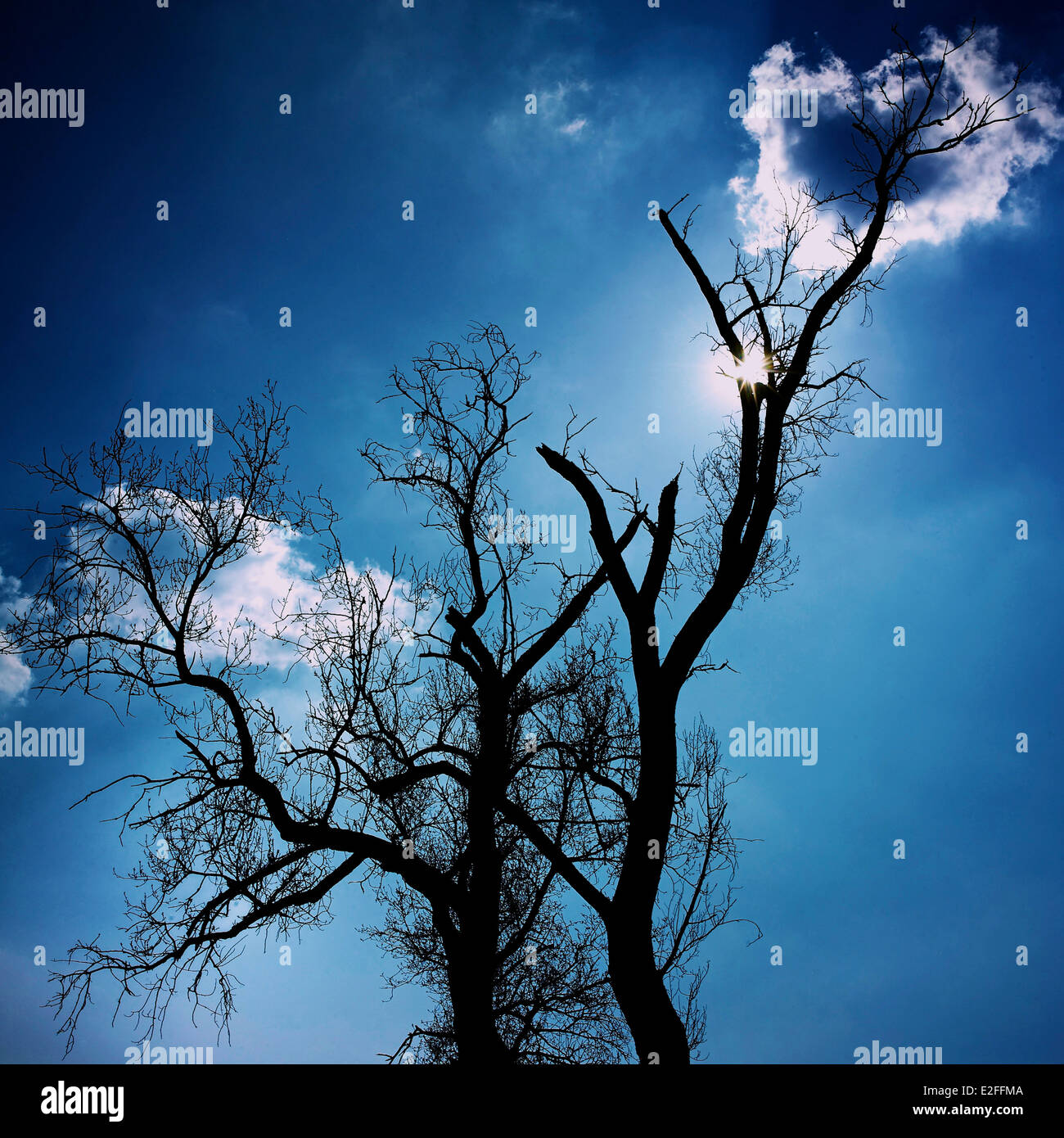 Silhouette of old tree branches against blue sky - backlit Stock Photo ...
