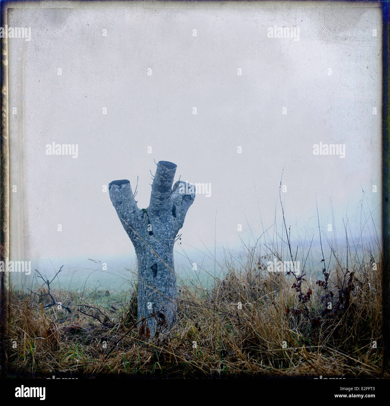 Pruned tree trunk - art effect image Stock Photo - Alamy