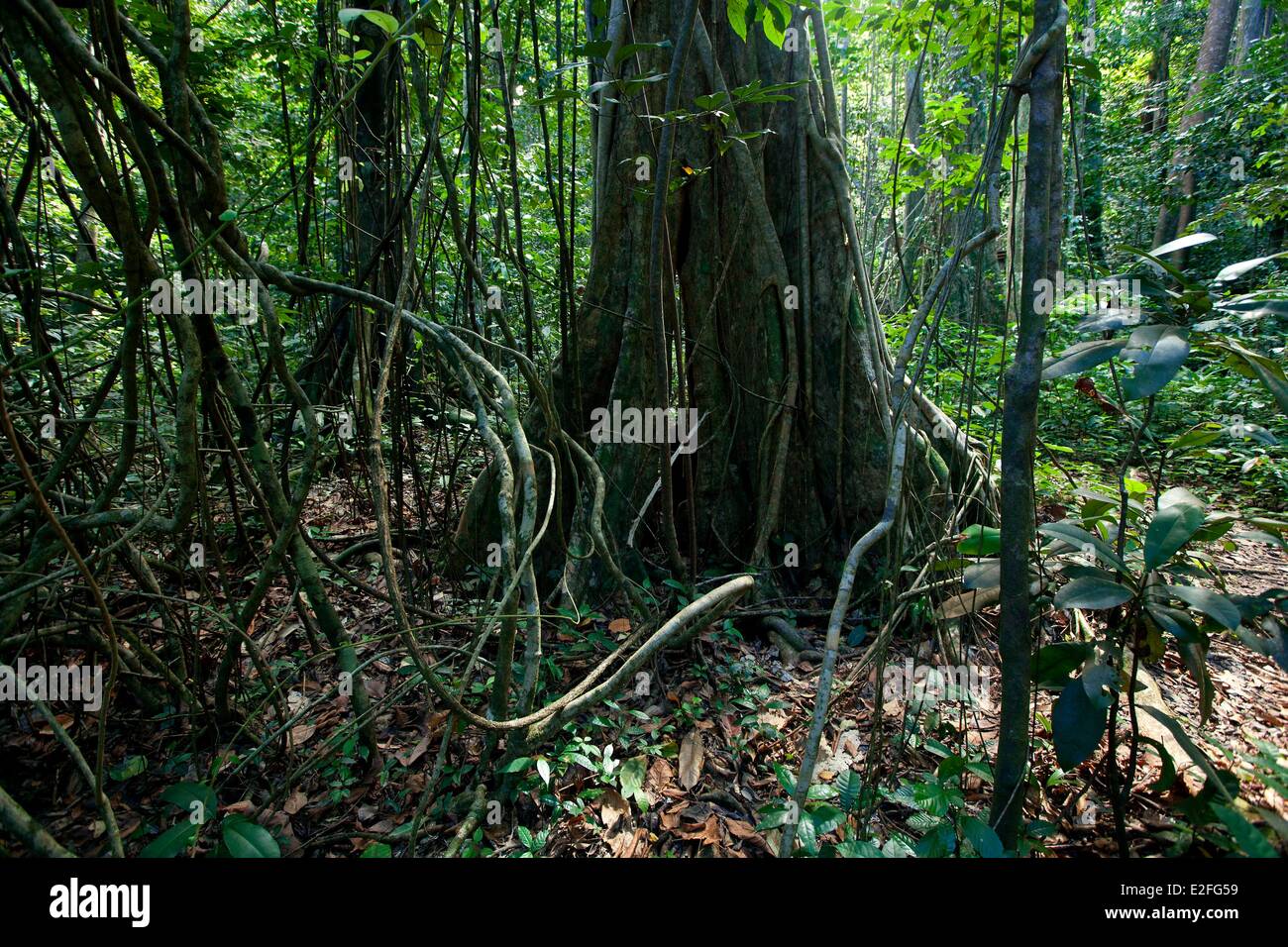 West Indies Caribbean, Islands of the Wind, Saint Lucia, North West ...