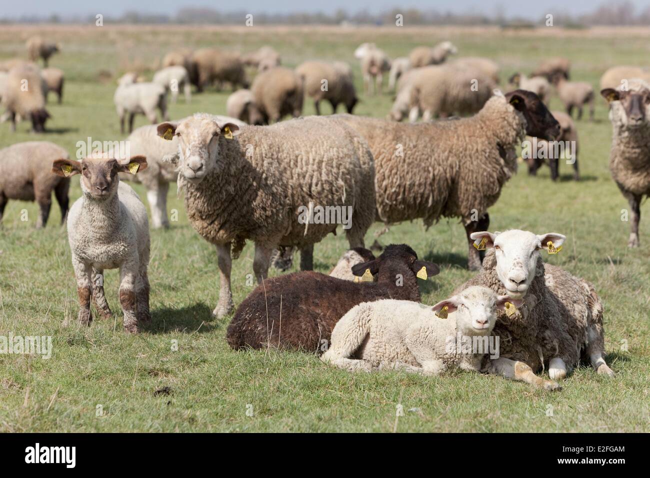 France, Somme, Baie de Somme, sheep salt marshes of the Somme Stock ...