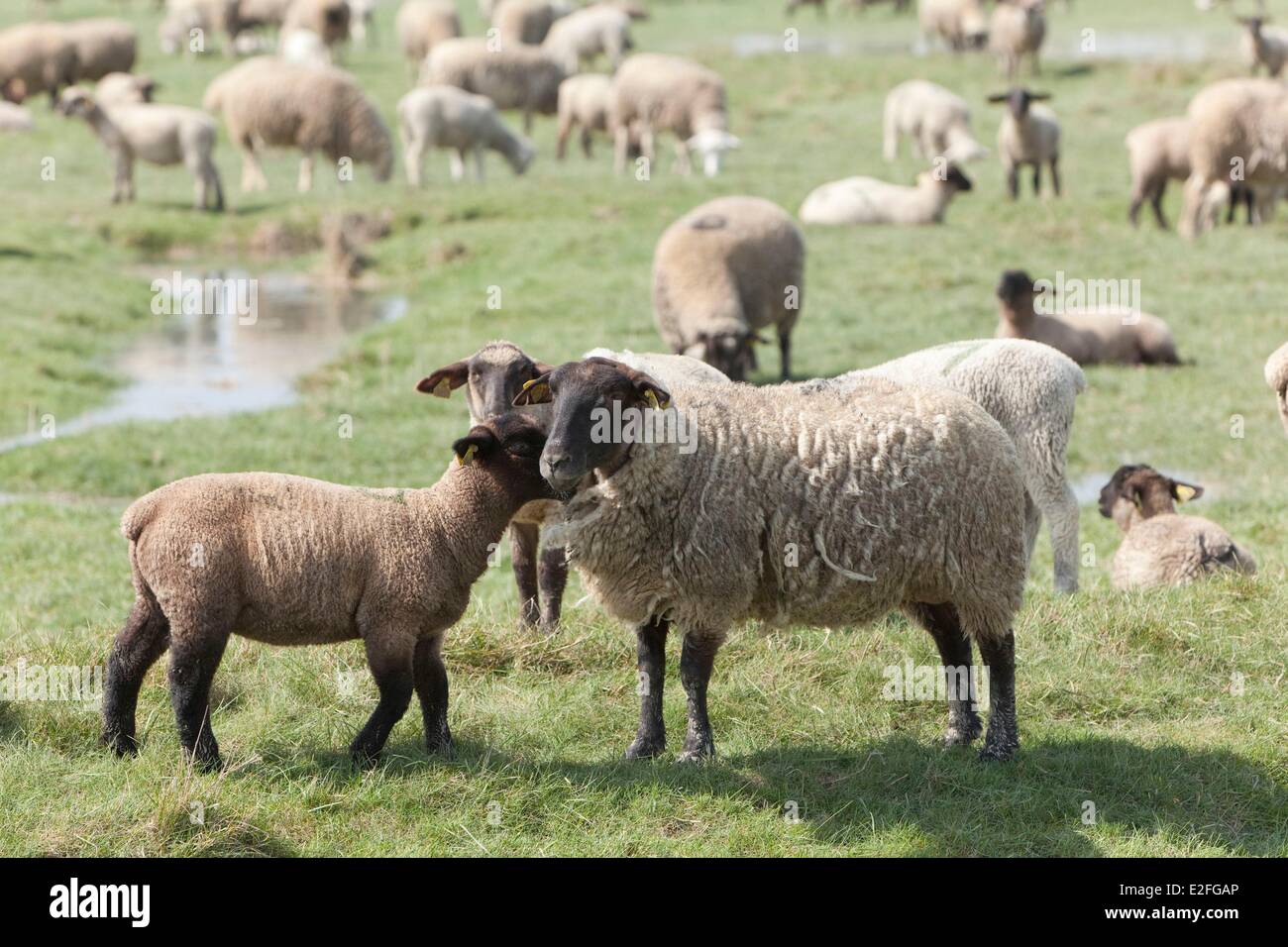 France, Somme, Baie de Somme, sheep salt marshes of the Somme Stock ...