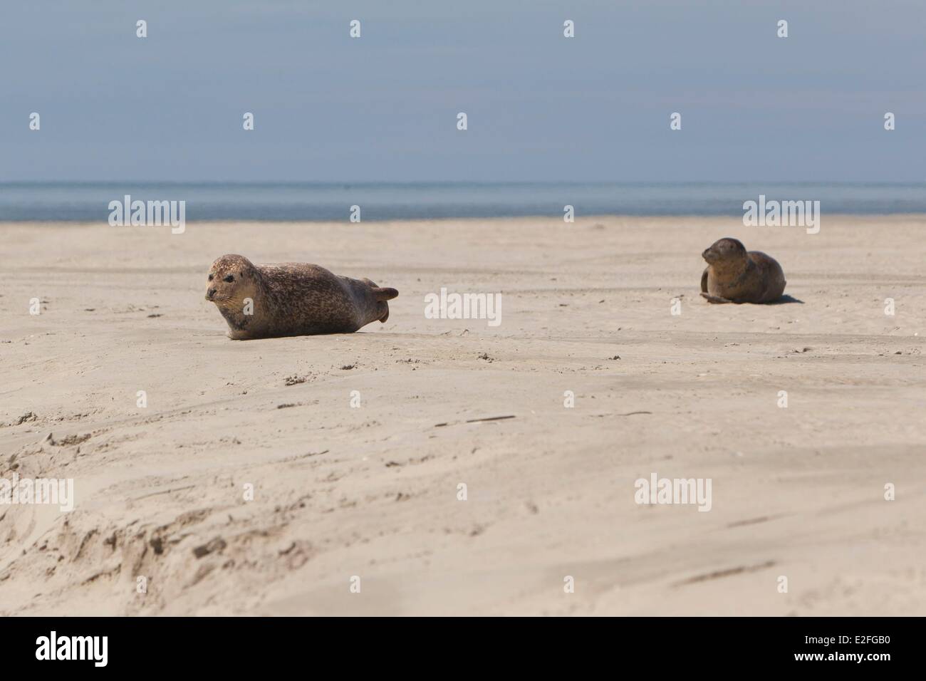France seal baie de somme hi-res stock photography and images - Alamy