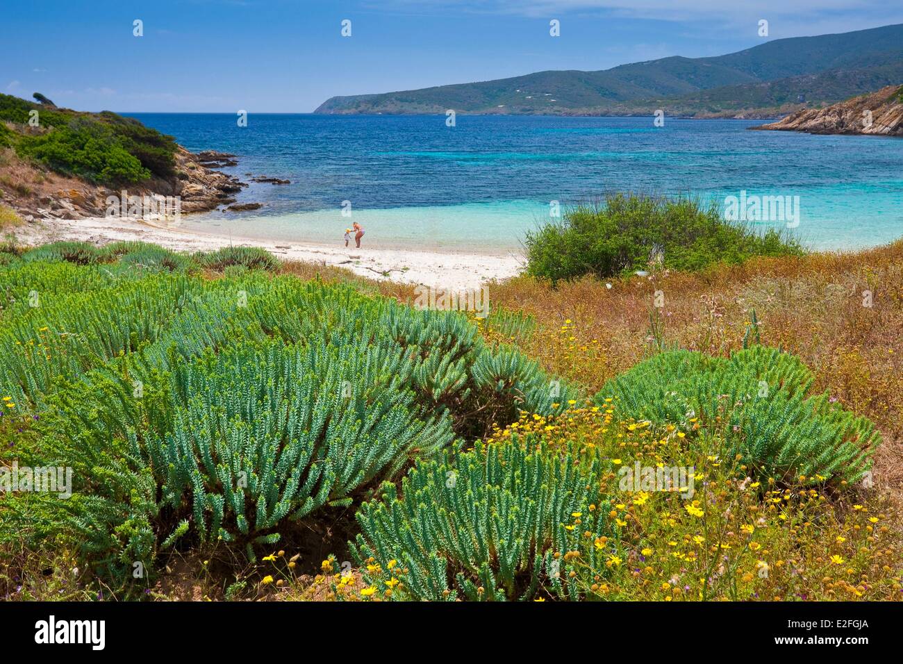 Italy, Sardinia, Sassari province, National park of Asinara Stock Photo ...