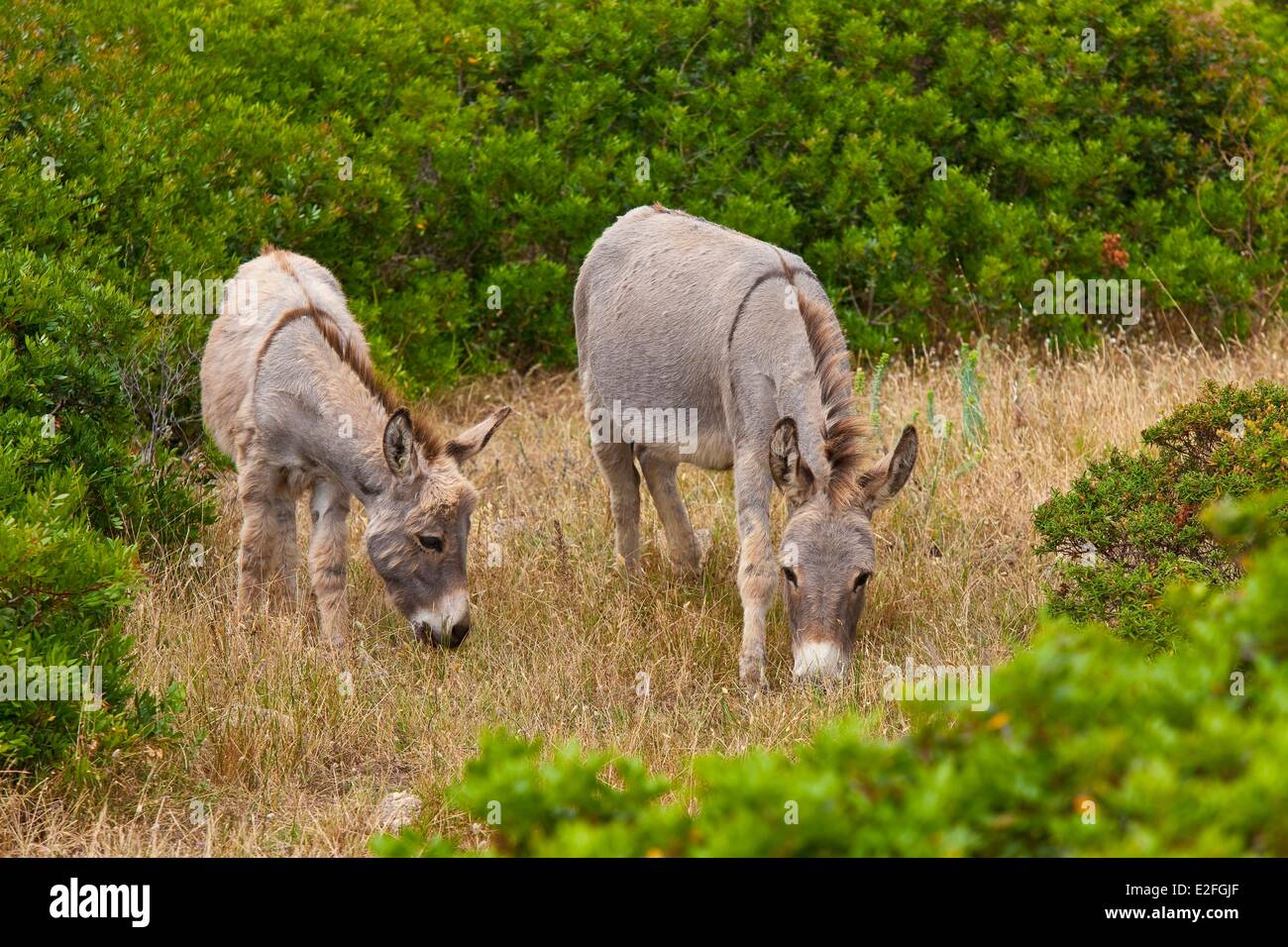 Asinara donkeys hi-res stock photography and images - Alamy
