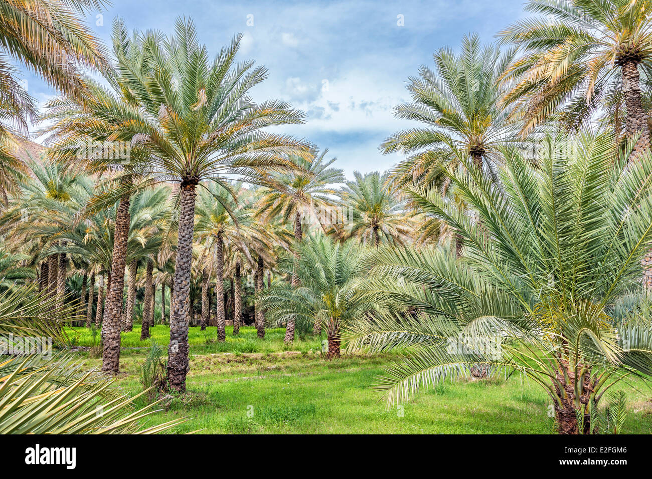 Image of palms in Birkat al mud in Oman Stock Photo - Alamy