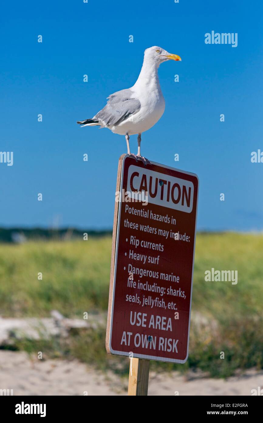 United States, Massachusetts, Cape Cod, Chatham, South Beach, Herring ...