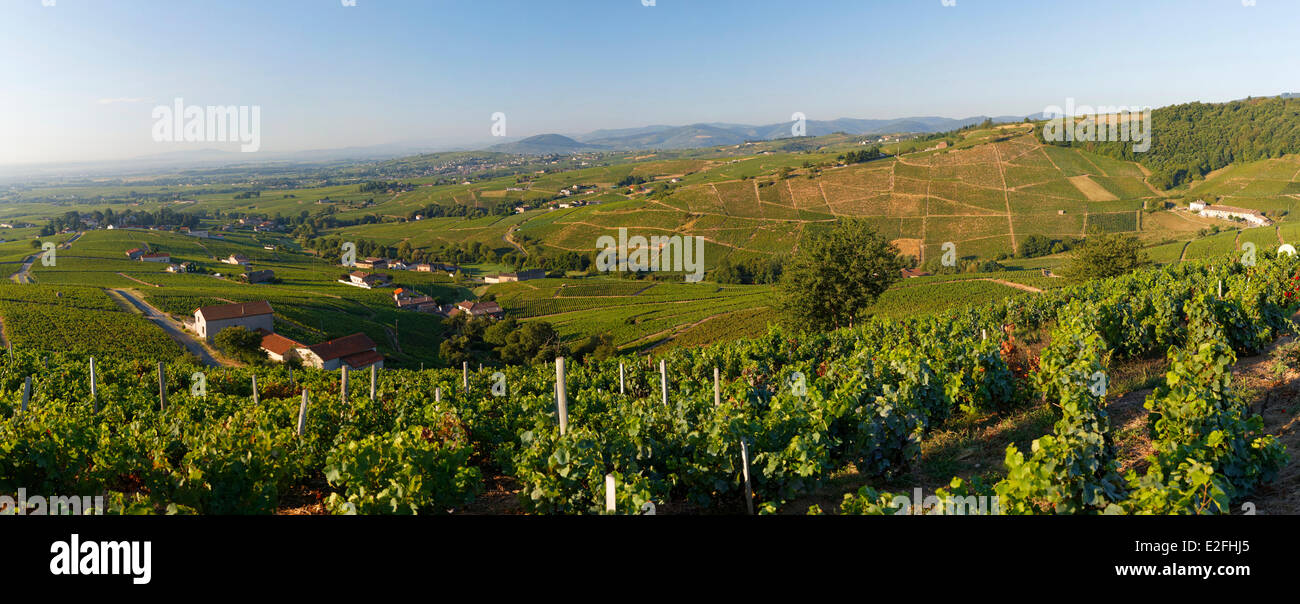 France, Rhone, Fleurie AOC Beaujolais vineyard Stock Photo - Alamy