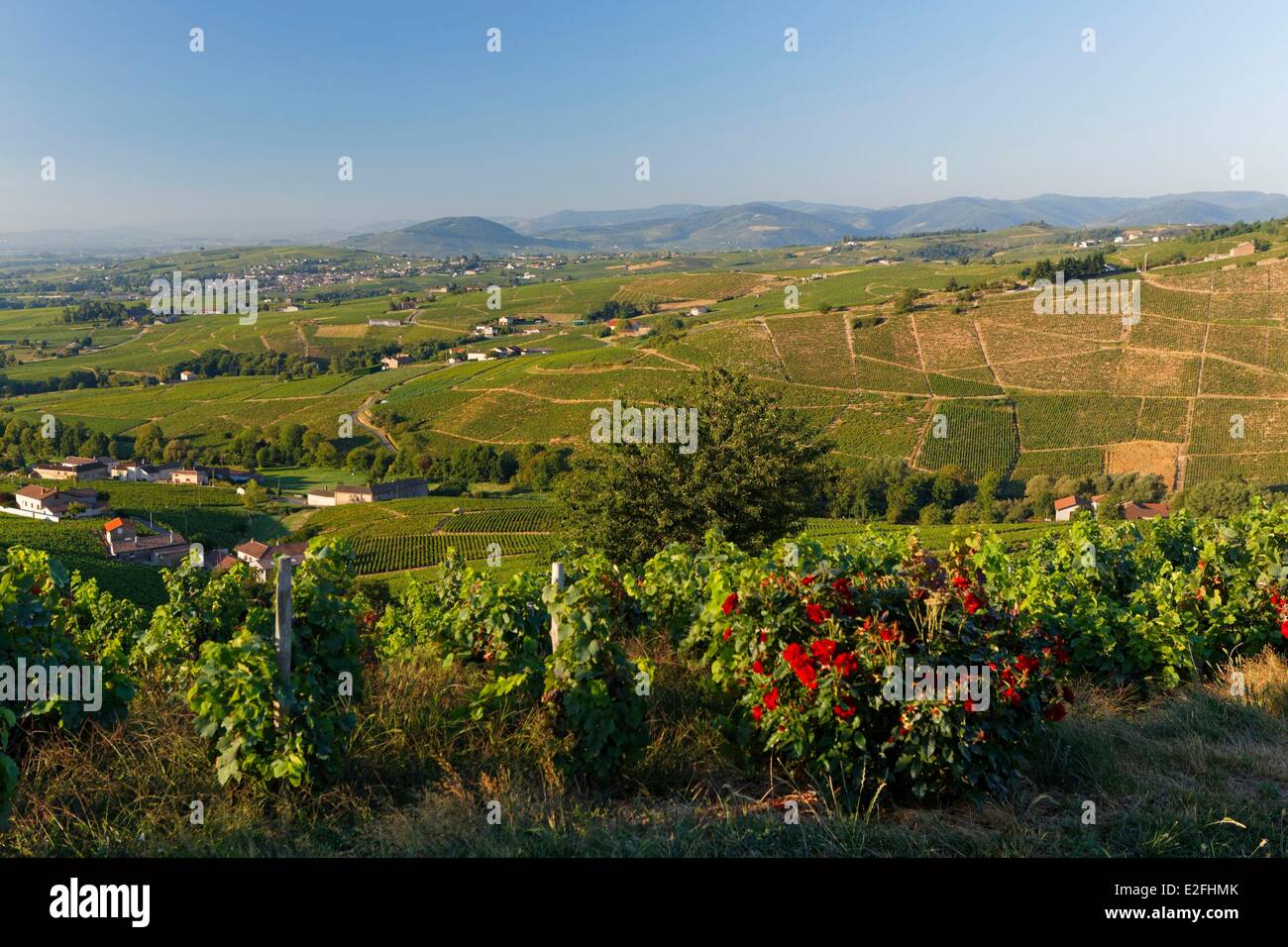 Aoc beaujolais hi-res stock photography and images - Alamy