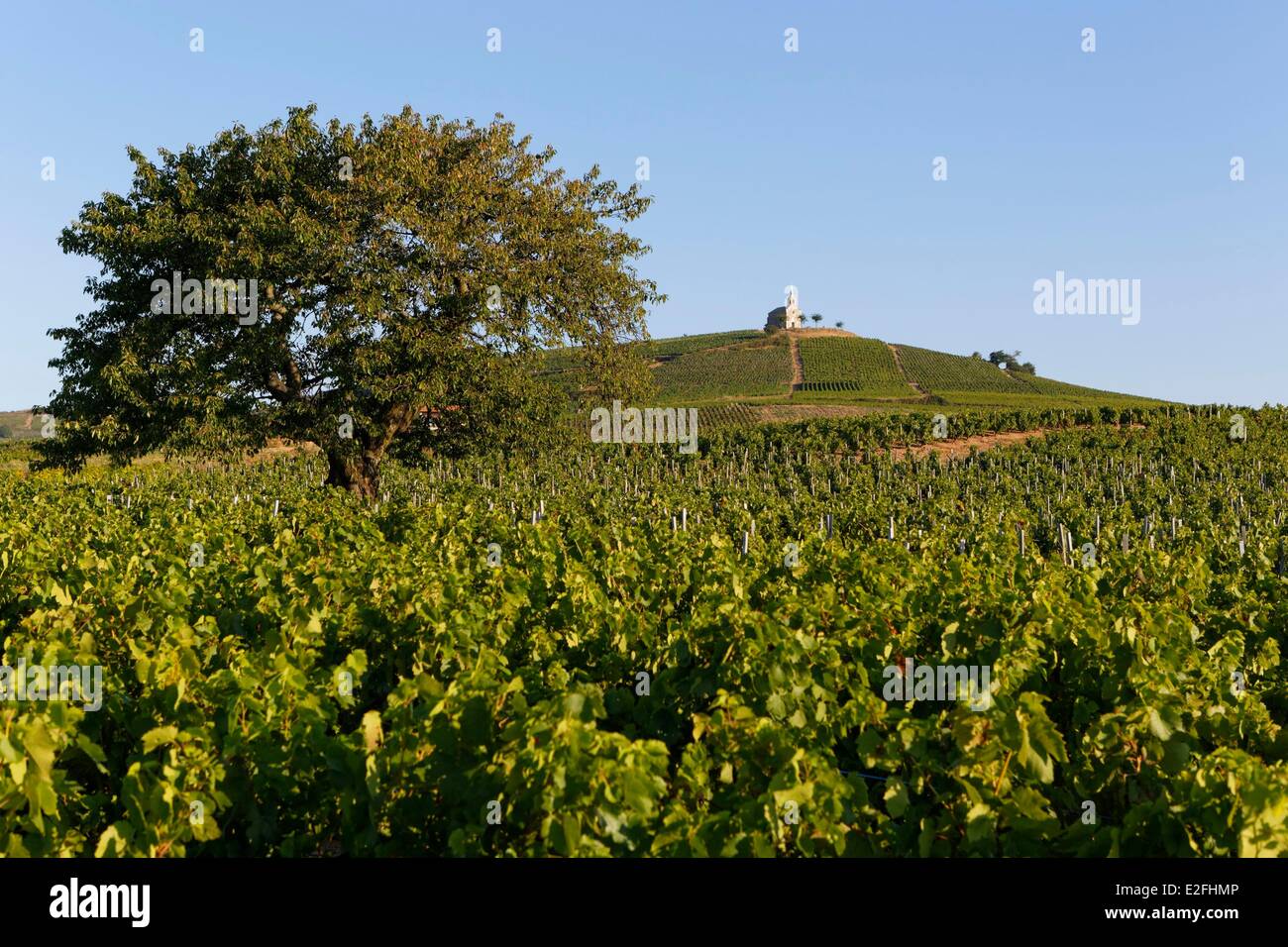 France, Rhone, Madone chapel, Fleurie village, Fleurie AOC Beaujolais ...