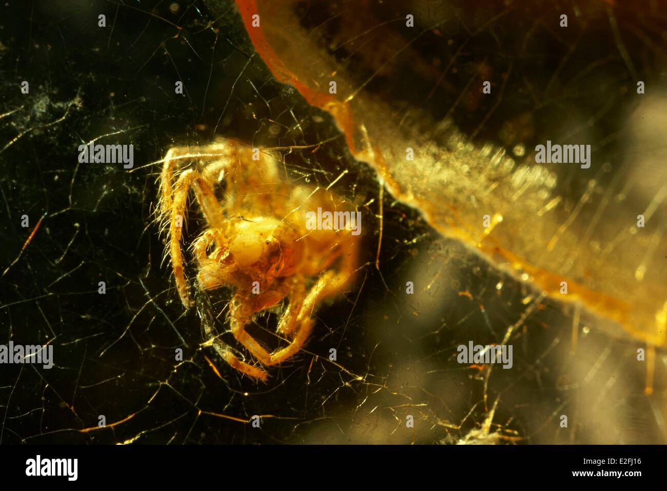 France Paris Museum National d'Histoire Naturelle Arachnology ...
