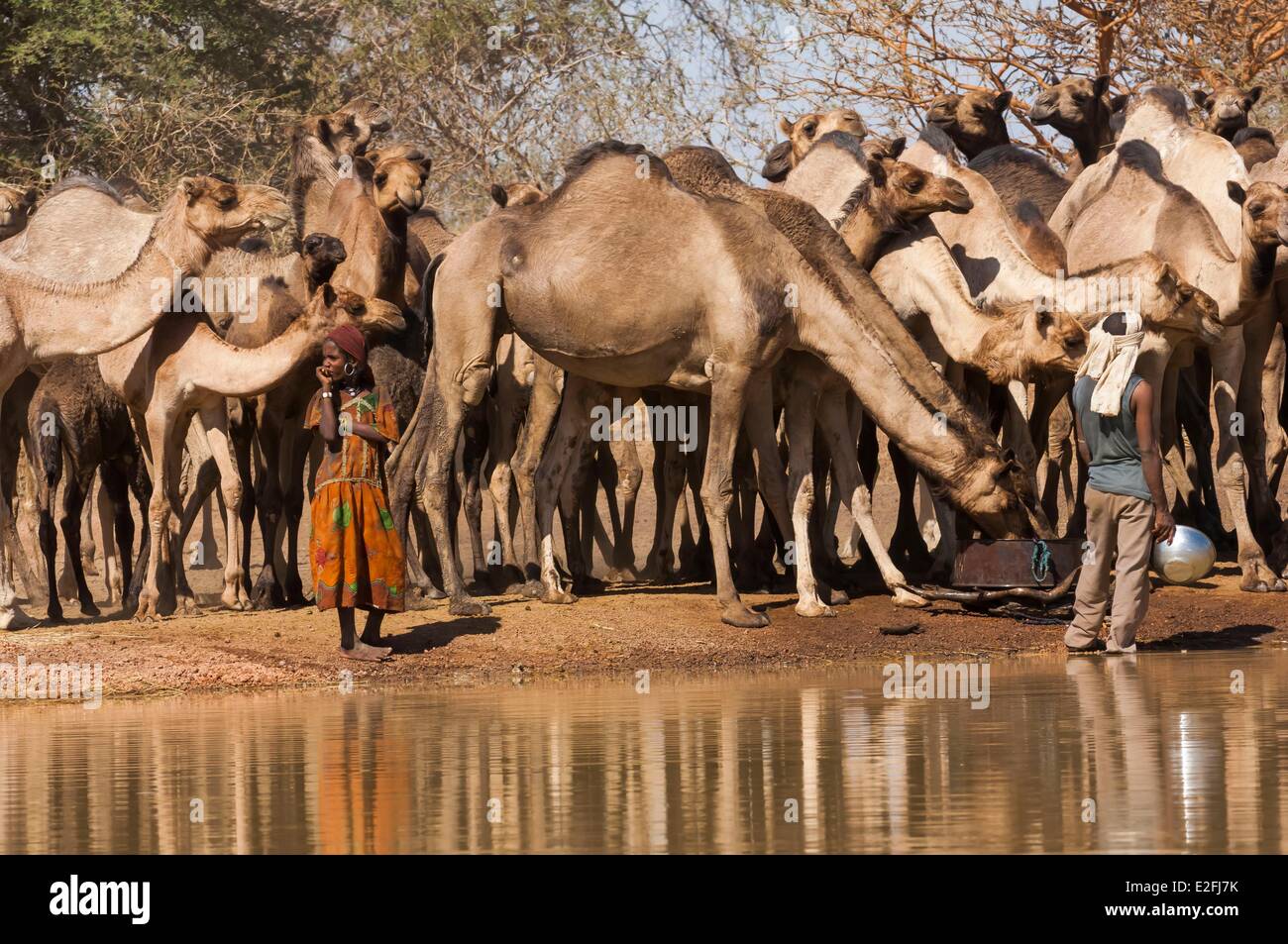 Chad, Sahel, Eref, camels at the water hole Stock Photo - Alamy
