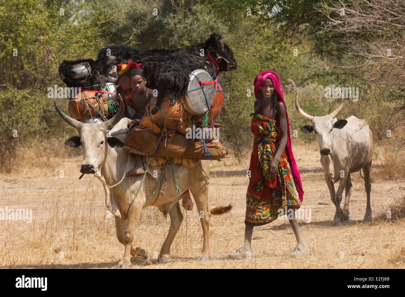 Chad, Sahel, Loumia savannah, migration of the Fulani or Foulbe nomads ...