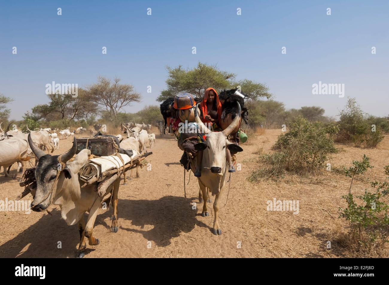 Chad, Sahel, Loumia savannah, migration of the Fulani or Foulbe nomads ...