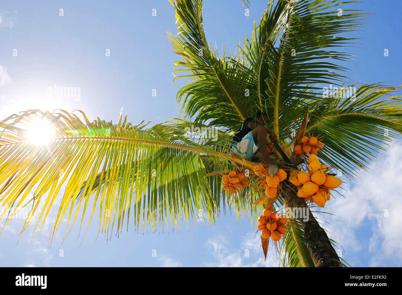Mauritius, South, picking coconuts Stock Photo - Alamy
