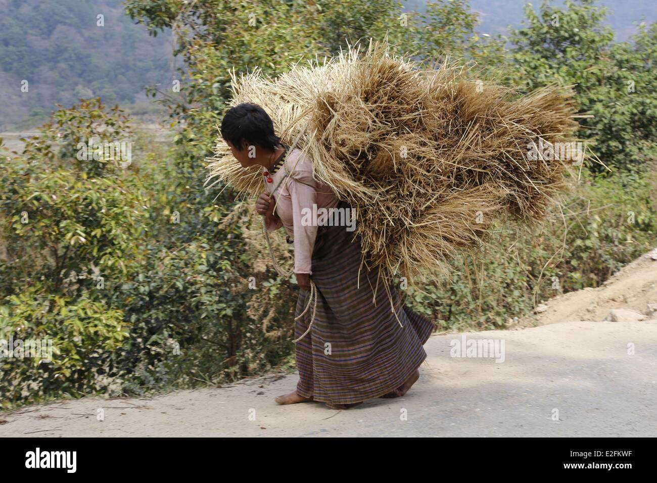 Bhutan Punakha peasant carrying rice straw for feeding cattle Stock ...