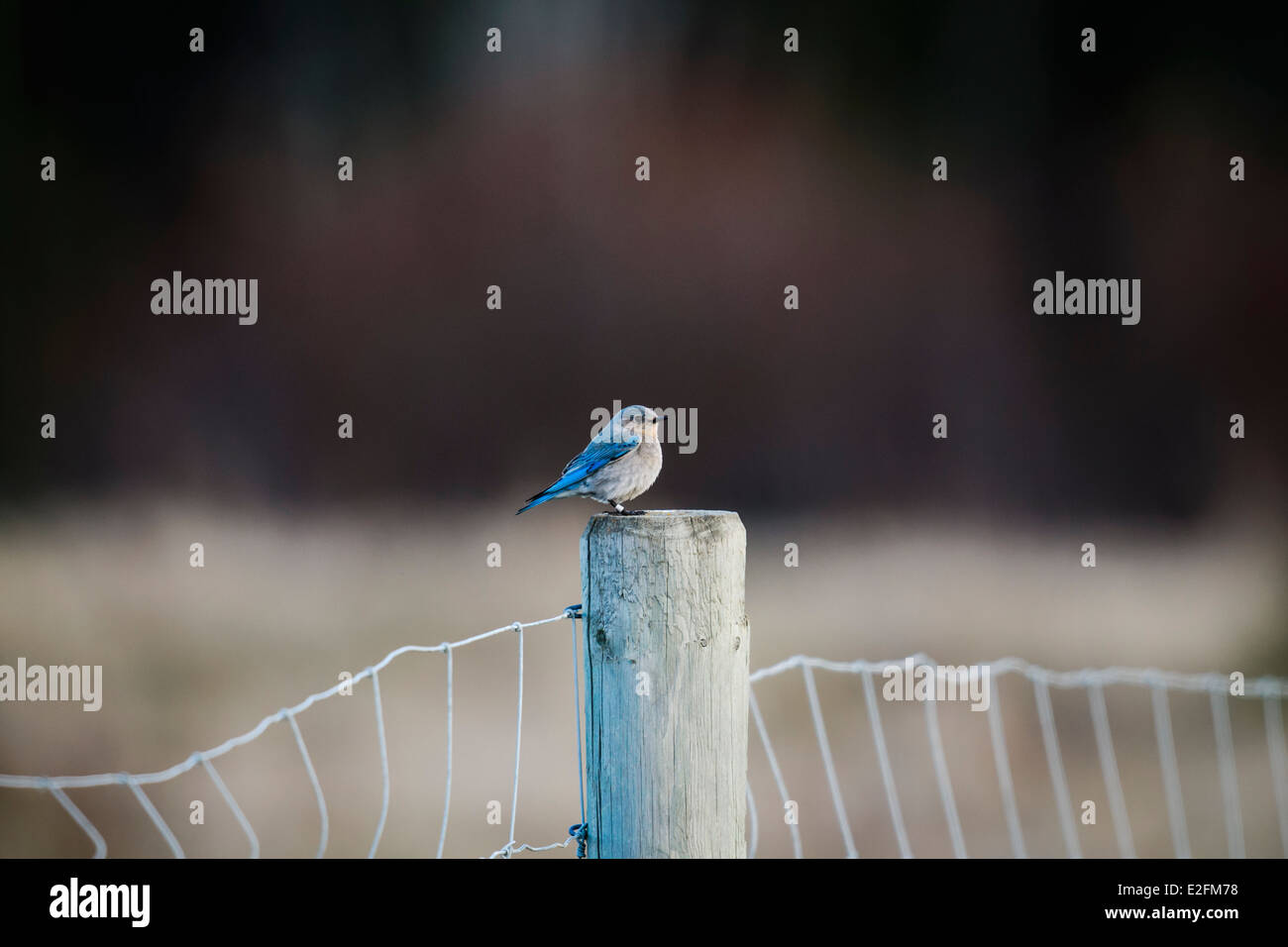 Mountain Bluebird perched on a fence post Stock Photo - Alamy