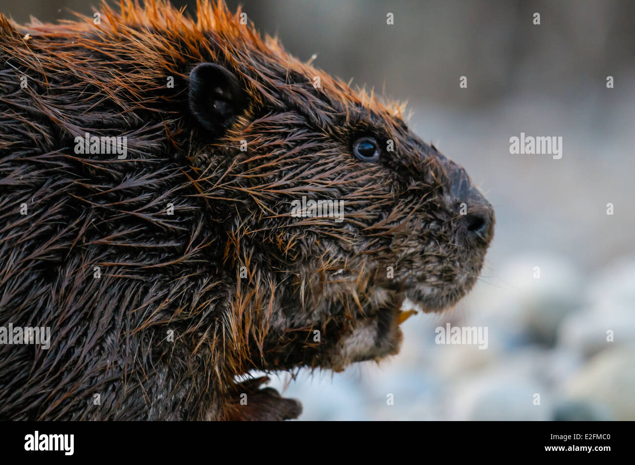 Beaver dam in spring hi-res stock photography and images - Alamy