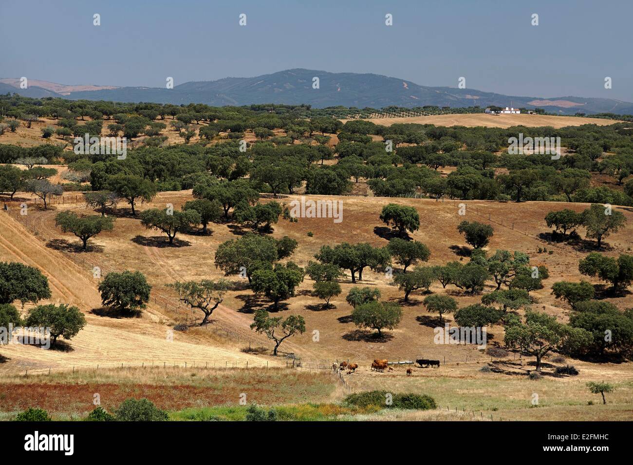 Portugal Alentejo Portalegre district rural area around Avis Stock ...