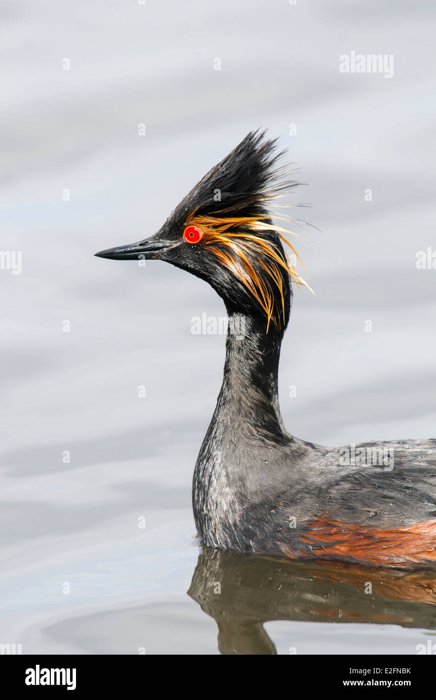 Eared Grebe Identification