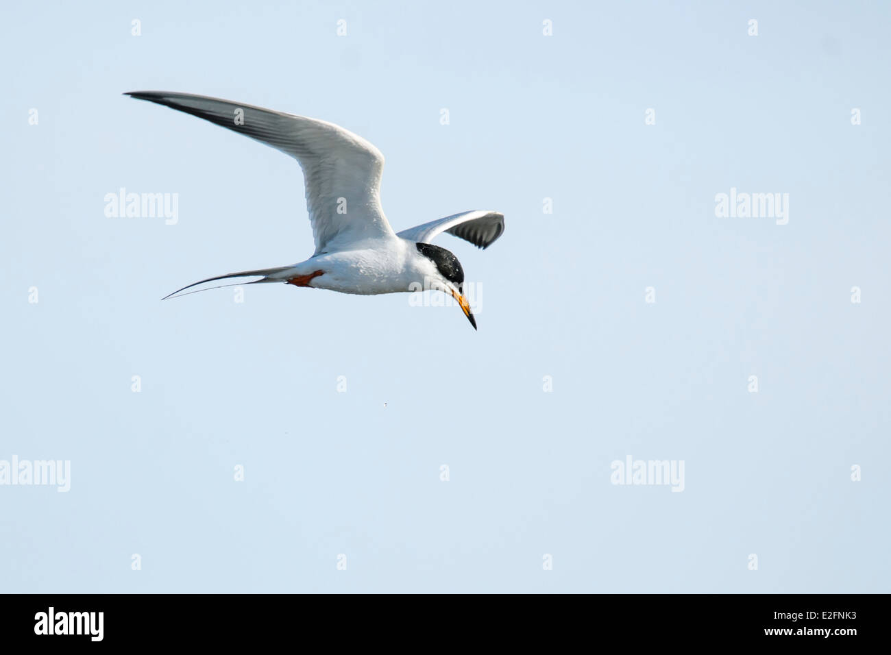 Common Tern in flight over a prairie wetland Stock Photo - Alamy