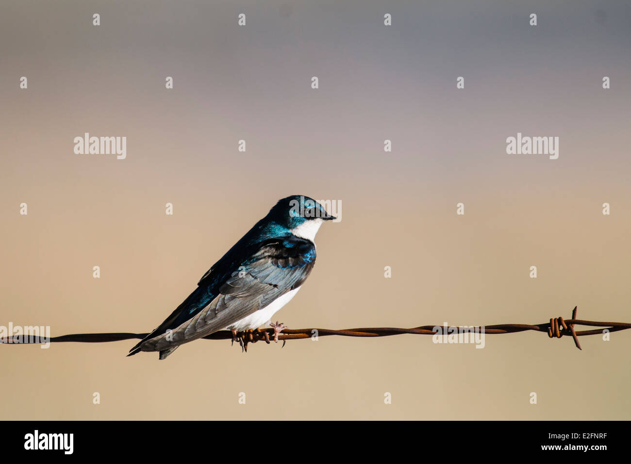 Tree Swallow on a barbed-wire fence Stock Photo - Alamy