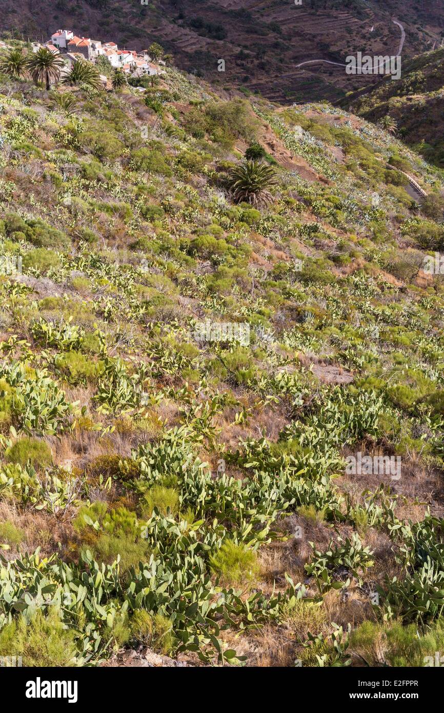 Spain Canary Islands Tenerife Island Teno Rural Park Masca and prickly ...