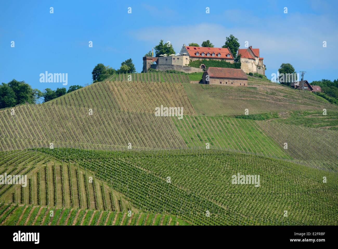 Germany Baden Wurttemberg Durbach vineyard Staufenberg castle Stock ...
