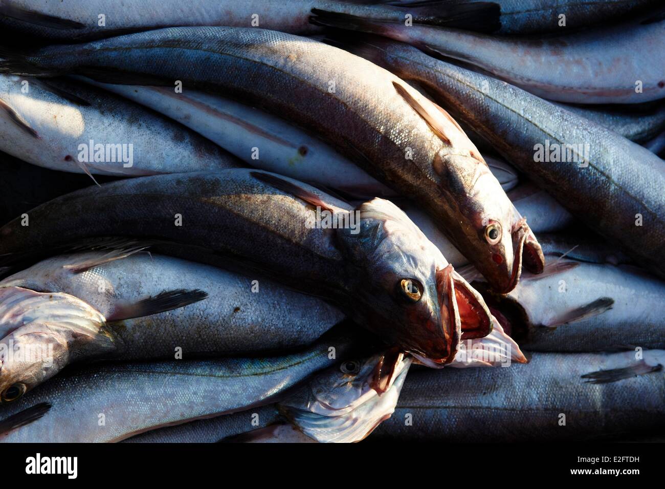 France Aude Gruissan Gregory Angulo master fisherman sea fishing off ...