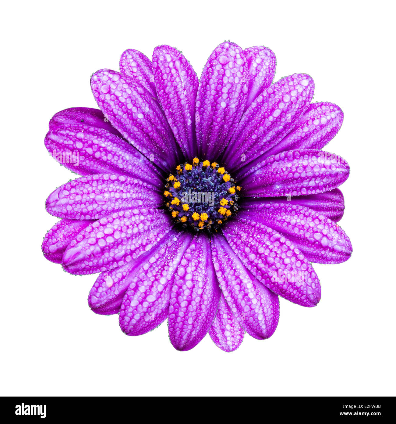 Violet Senecio flower with water drop on segment isolated on white ...
