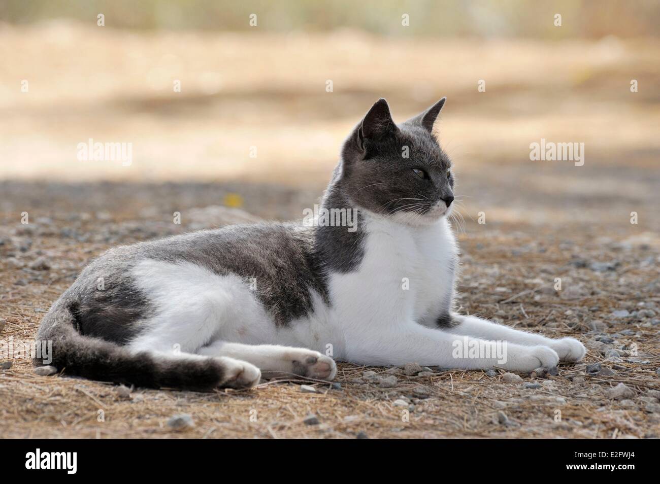 Cyprus Paphos District Paphos archaeological site of Paphos cat looking ...