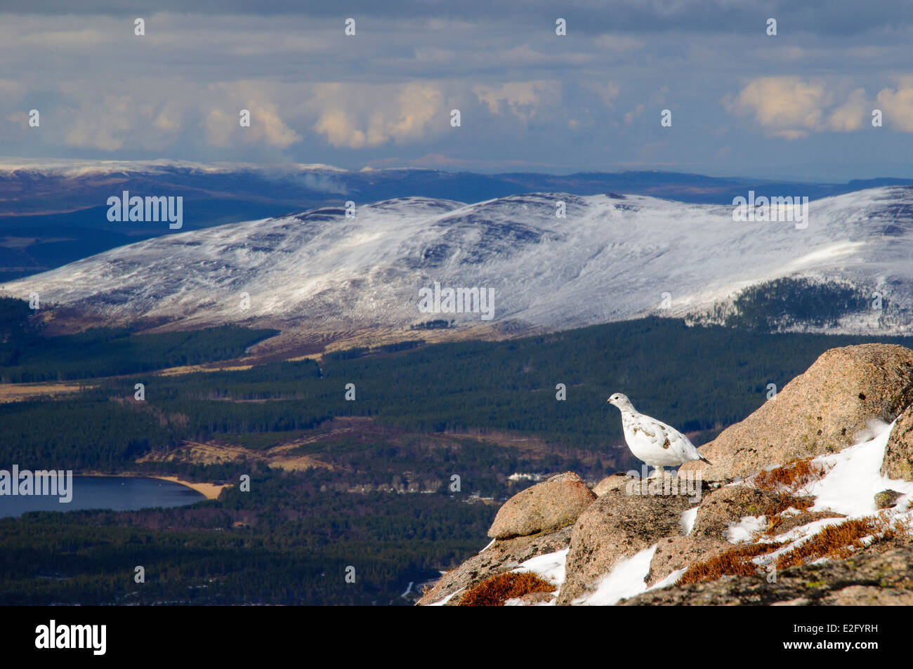 Rock ptarmigan (Lagopus mutus) adult female in winter plumage, standing ...