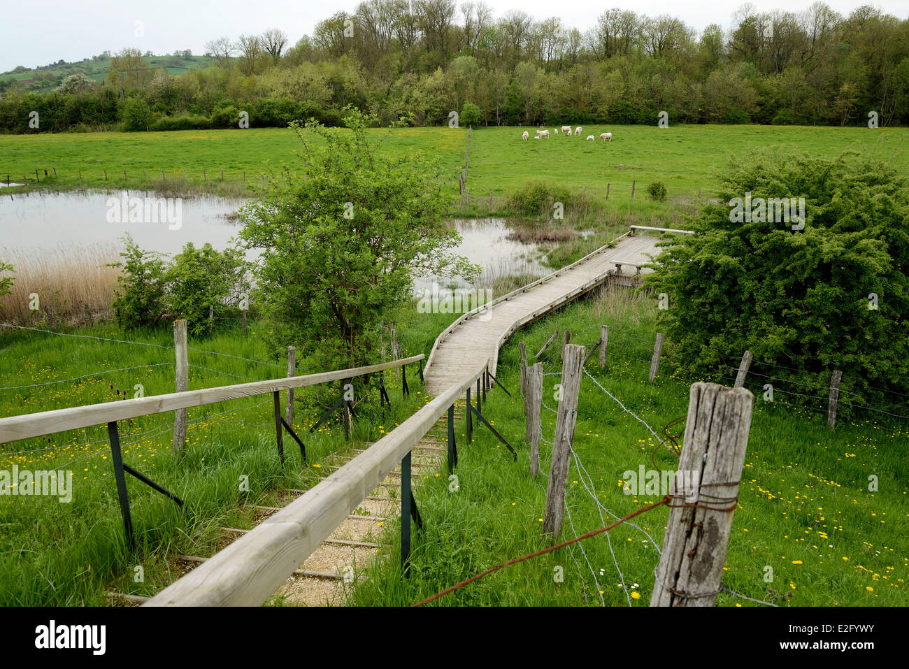 France Moselle Parc Naturel Regional de Lorraine Marsal salt ponds ...