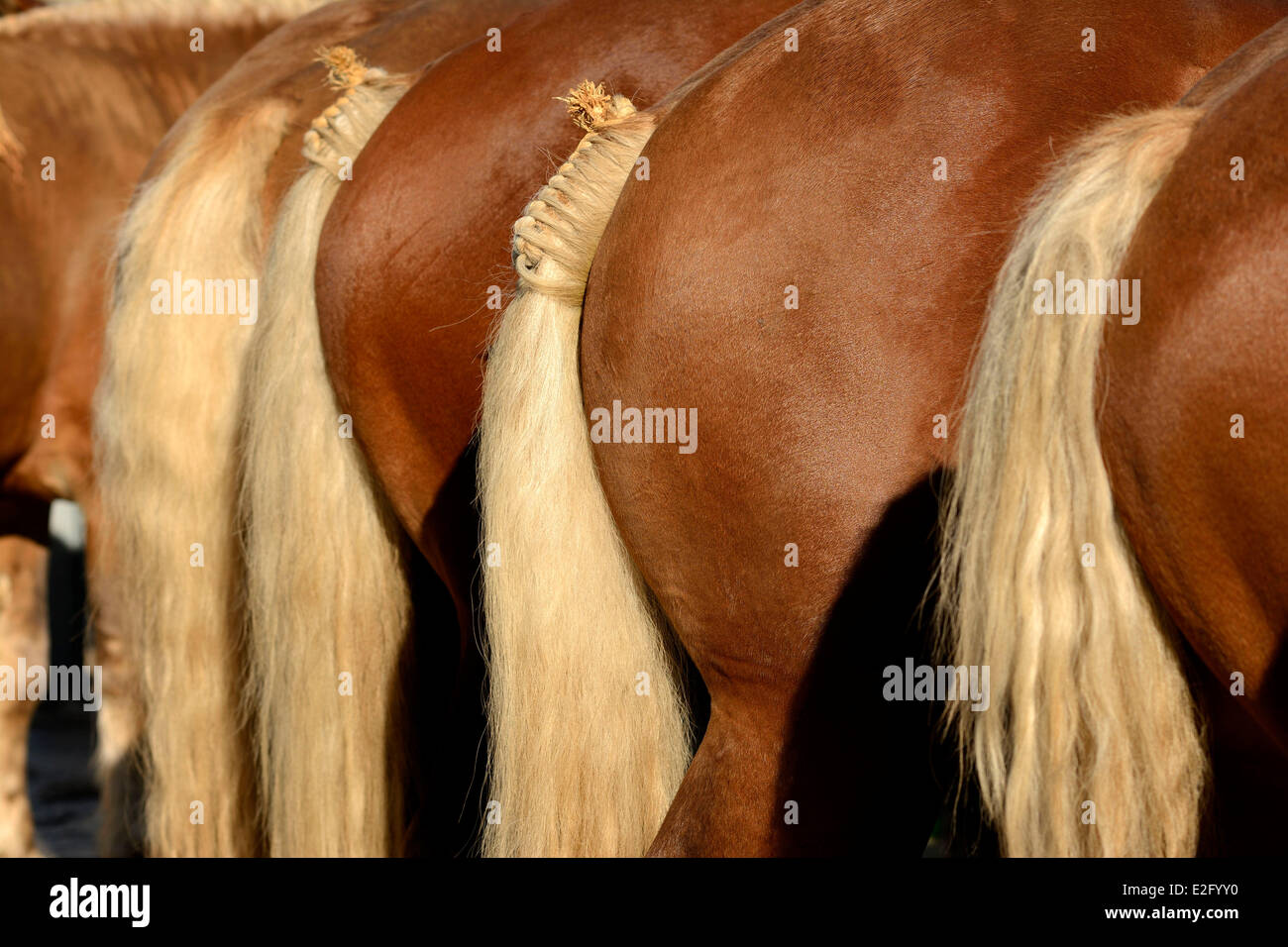 Horse tail braid hi-res stock photography and images - Alamy